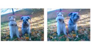 Best Project Award : Computer Vision for Faces | LearnOpenCV