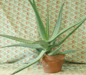 Depth Estimation Using Stereo Matching | LearnOpenCV