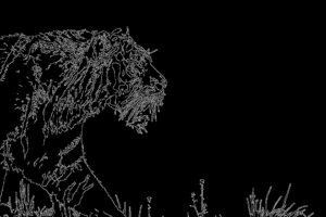Edge Detection Using OpenCV | LearnOpenCV