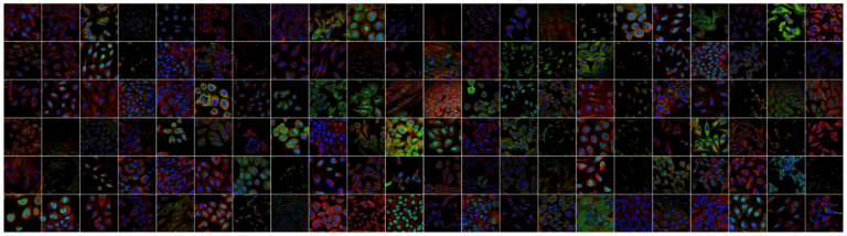 Medical Multi-label Classification With PyTorch & Lightning