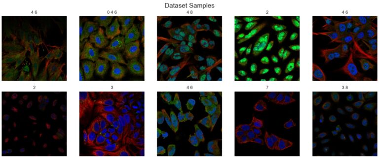 Medical Multi-label Classification With PyTorch & Lightning