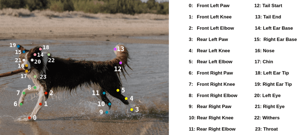 Animal Pose Estimation: Fine-tuning YOLOv8 Pose Models Animal Pose Estimation: Fine-tuning YOLOv8 Pose Models