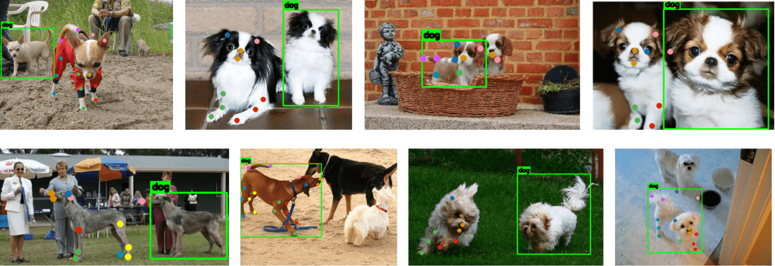 Animal Pose Estimation: Fine-tuning YOLOv8 Pose Models