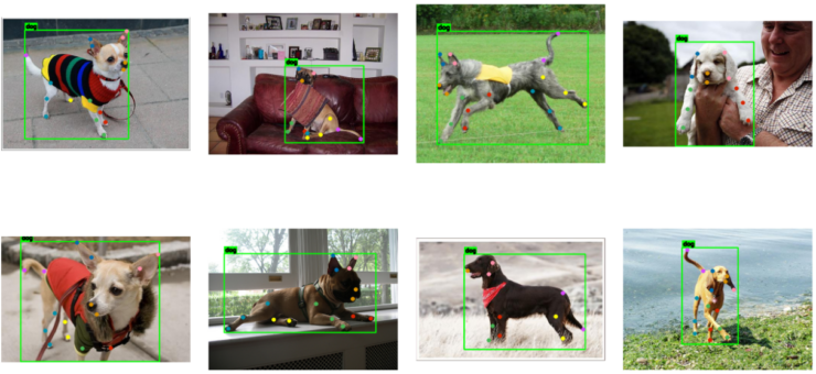 Animal Pose Estimation: Fine-tuning YOLOv8 Pose Models