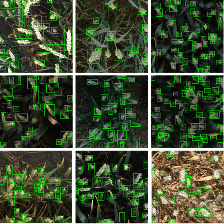 Comparing KerasCV YOLOv8 Models on the Global Wheat Data