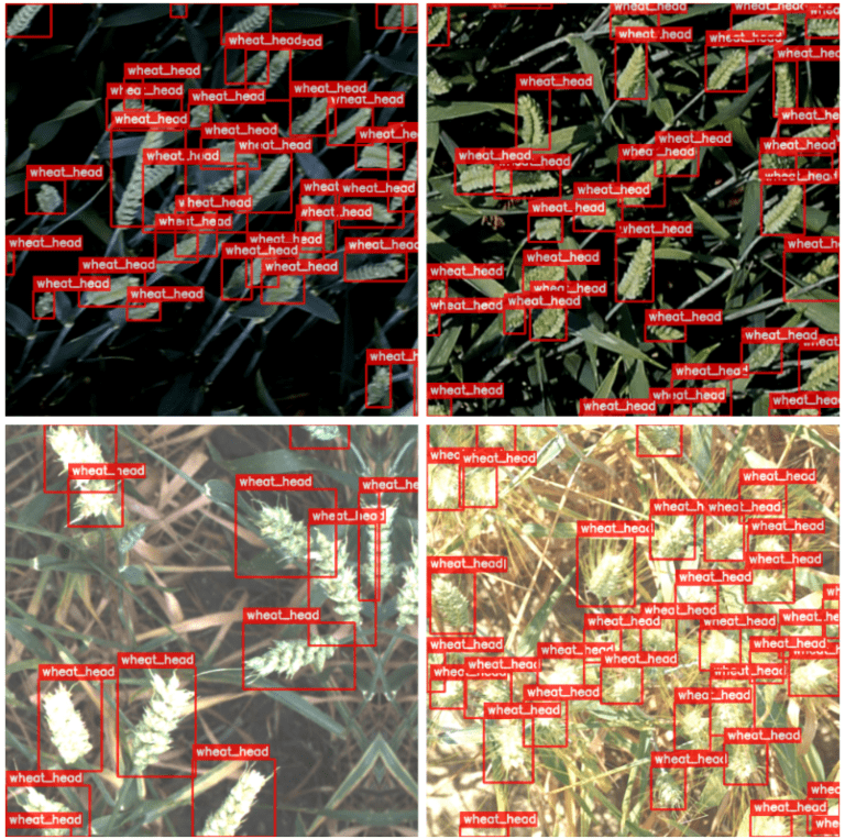 Comparing Kerascv Yolov8 Models On The Global Wheat Data 