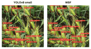 Comparing KerasCV YOLOv8 Models on the Global Wheat Data
