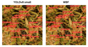 Comparing KerasCV YOLOv8 Models on the Global Wheat Data