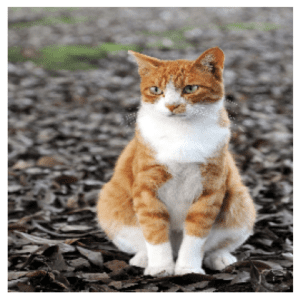 Building MobileViT from Scratch in Keras 3